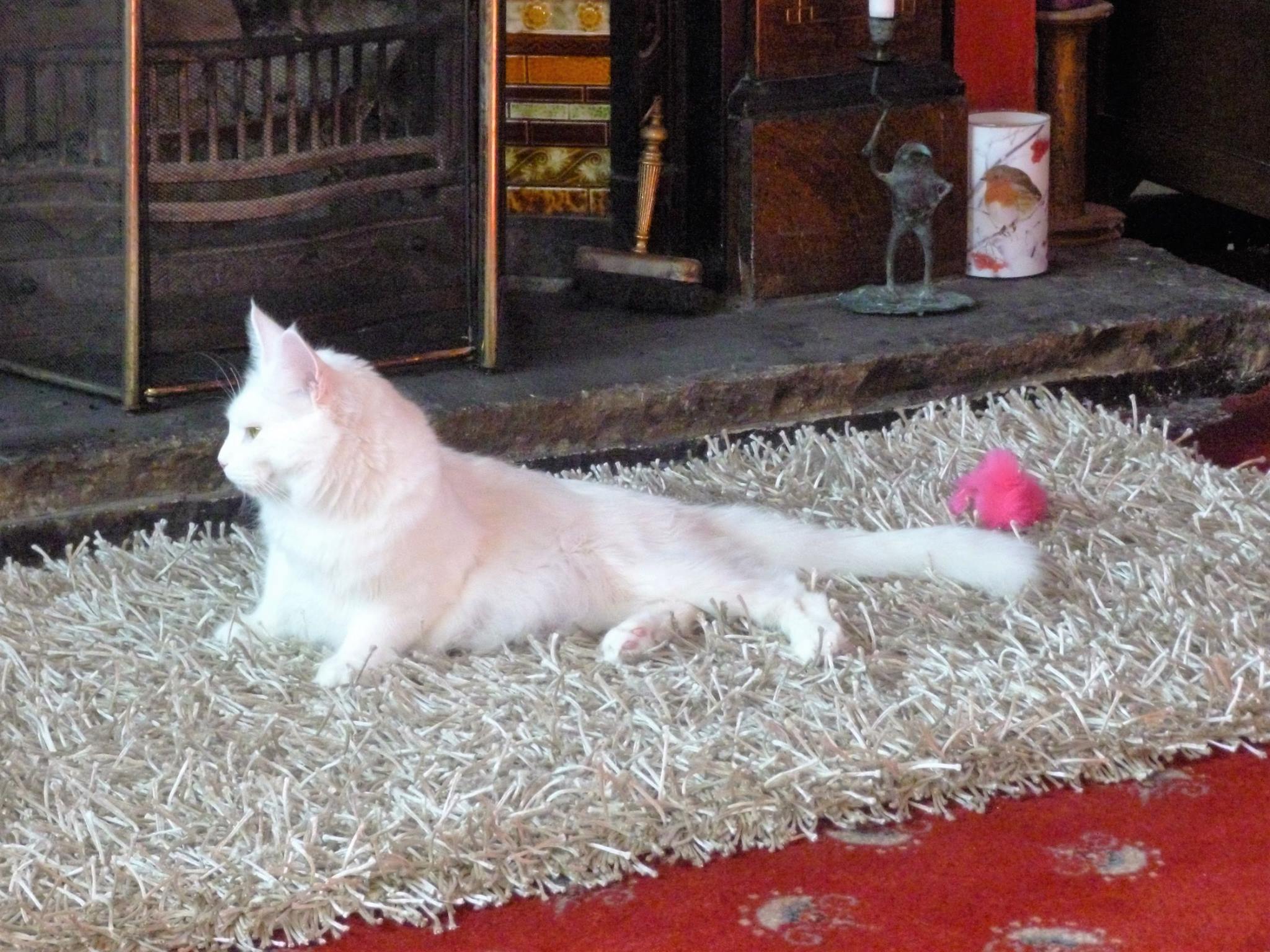 Solid White Maine Coons – Anglezarke Maine Coons