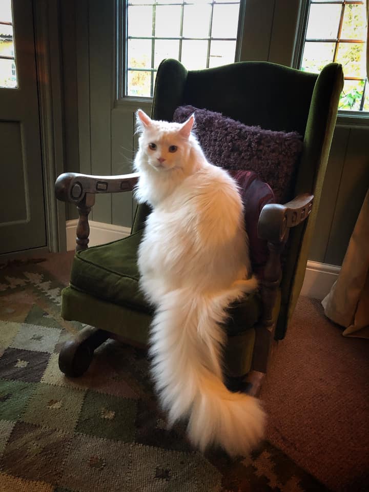 Solid White Maine Coons – Anglezarke Maine Coons