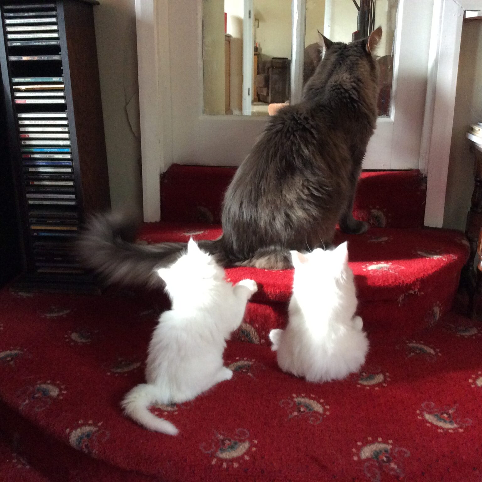 Solid White Maine Coons – Anglezarke Maine Coons
