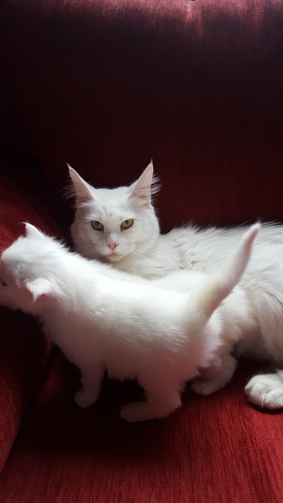 Solid White Maine Coons – Anglezarke Maine Coons