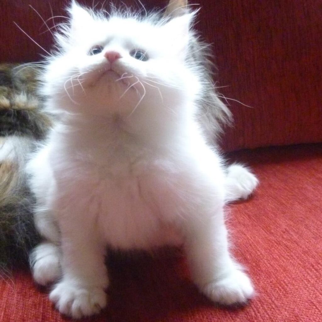 Solid White Maine Coons – Anglezarke Maine Coons
