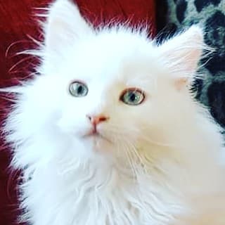 Solid White Maine Coons – Anglezarke Maine Coons