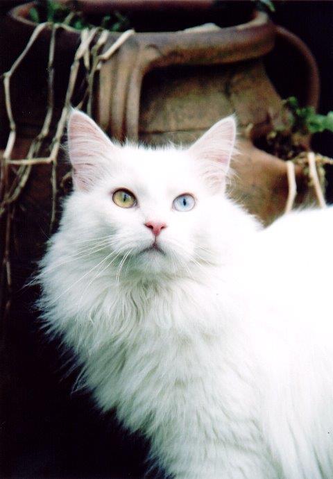 Solid White Maine Coons – Anglezarke Maine Coons