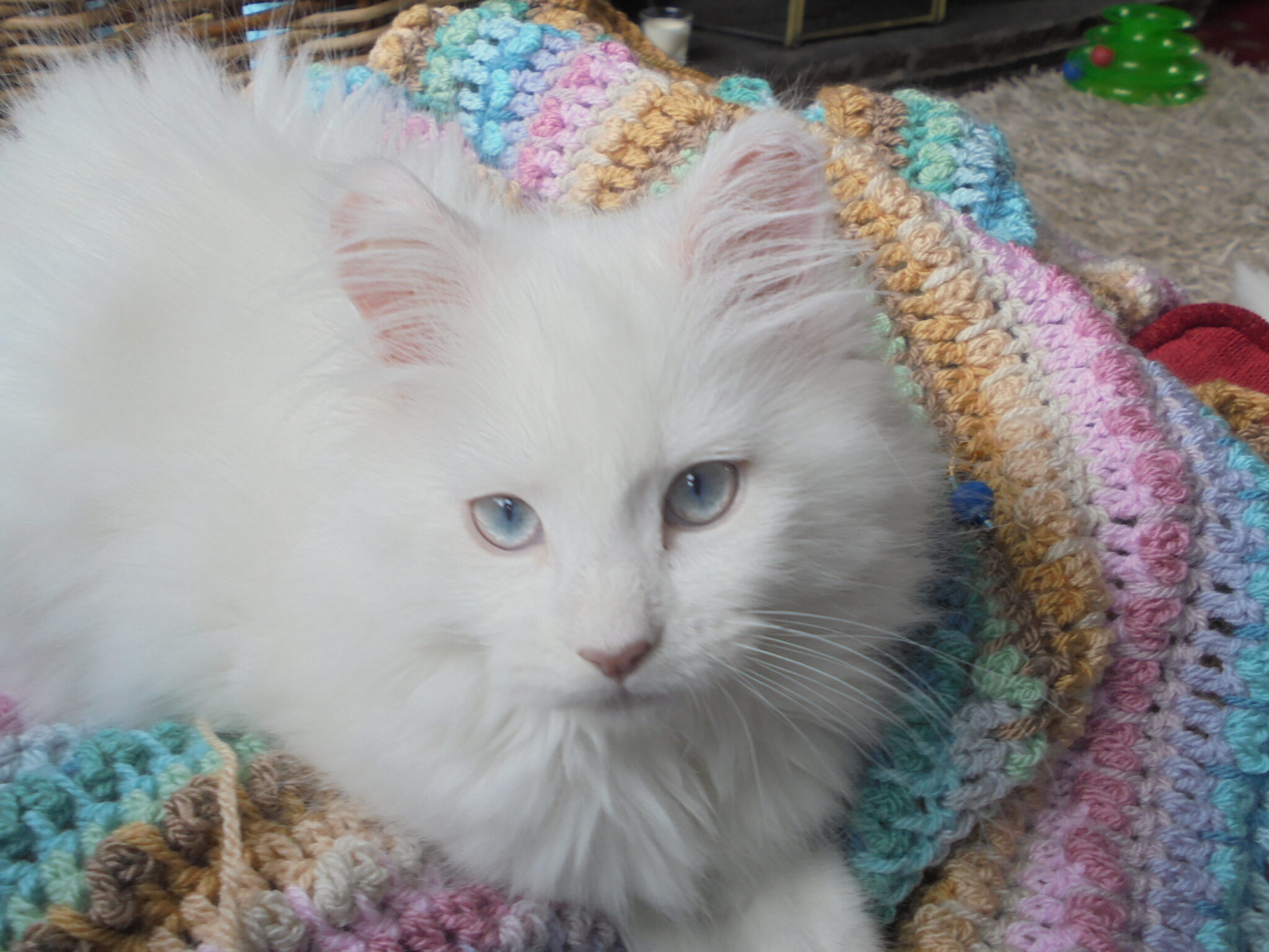 Solid White Maine Coons – Anglezarke Maine Coons