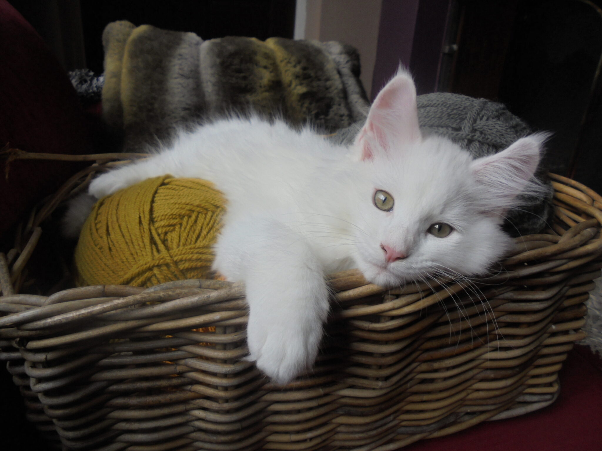 Solid White Maine Coons – Anglezarke Maine Coons